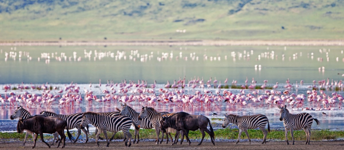 faune-du-cratere-de-ngorongoro-tanzanie - Le Globe Trotteur